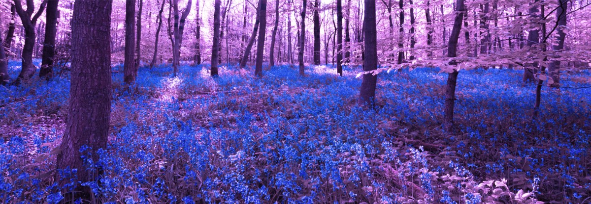 About Return to Enchantas | Corey LaBissoniere